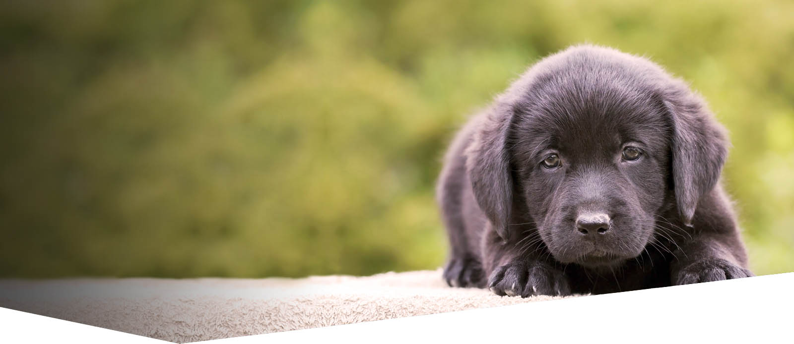 Where Americans Get Their Dogs - Safari Stan