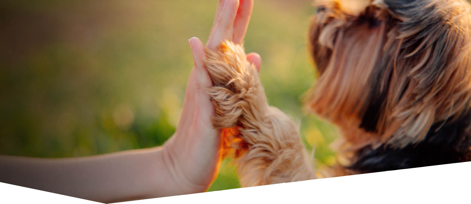 Busting The Myths - Safari Stan