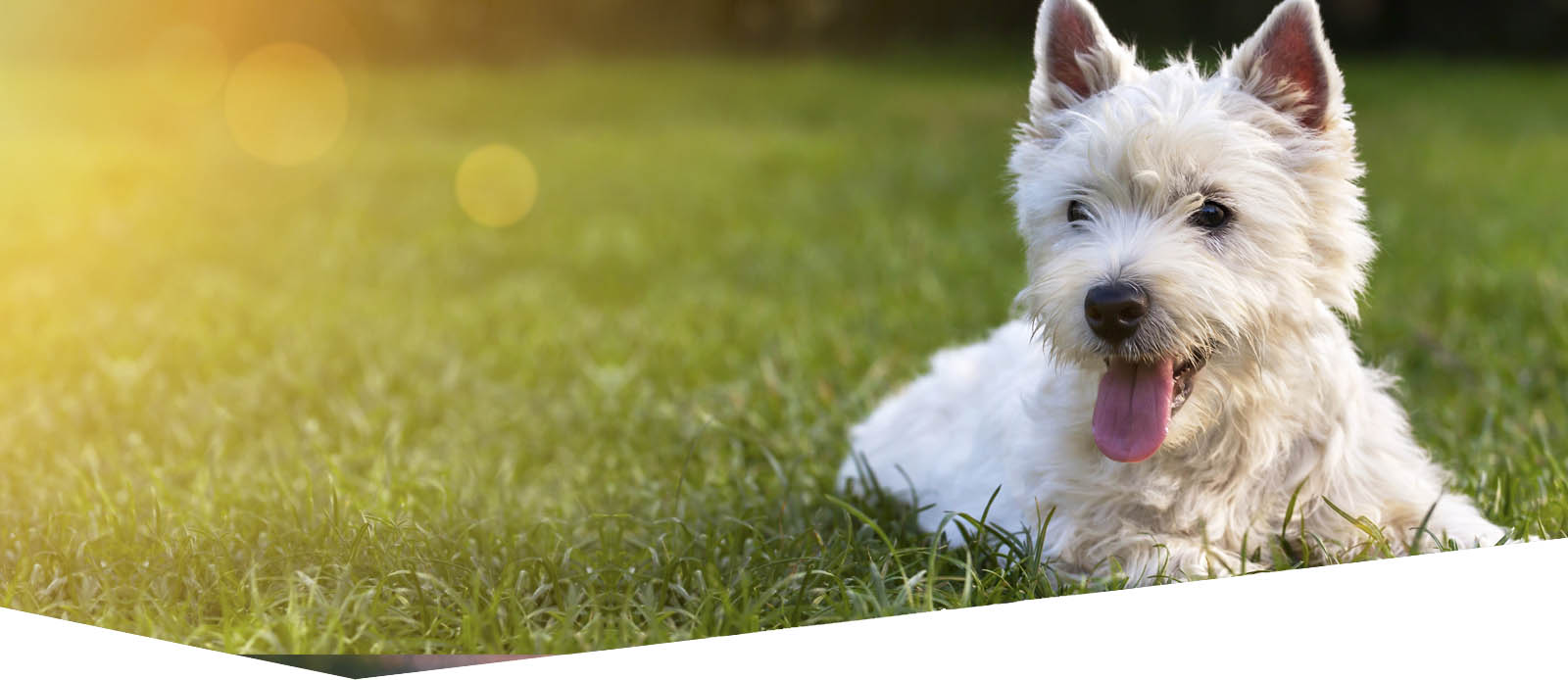 Safari Stan's Pet Center Breeders - Safari Stan