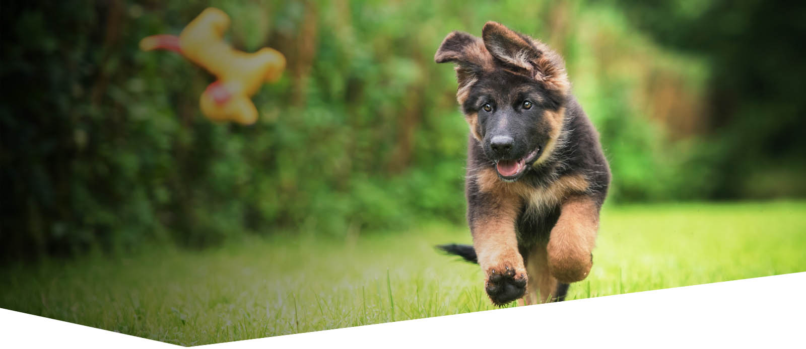 Puppy Adoption Checklist - Safari Stan